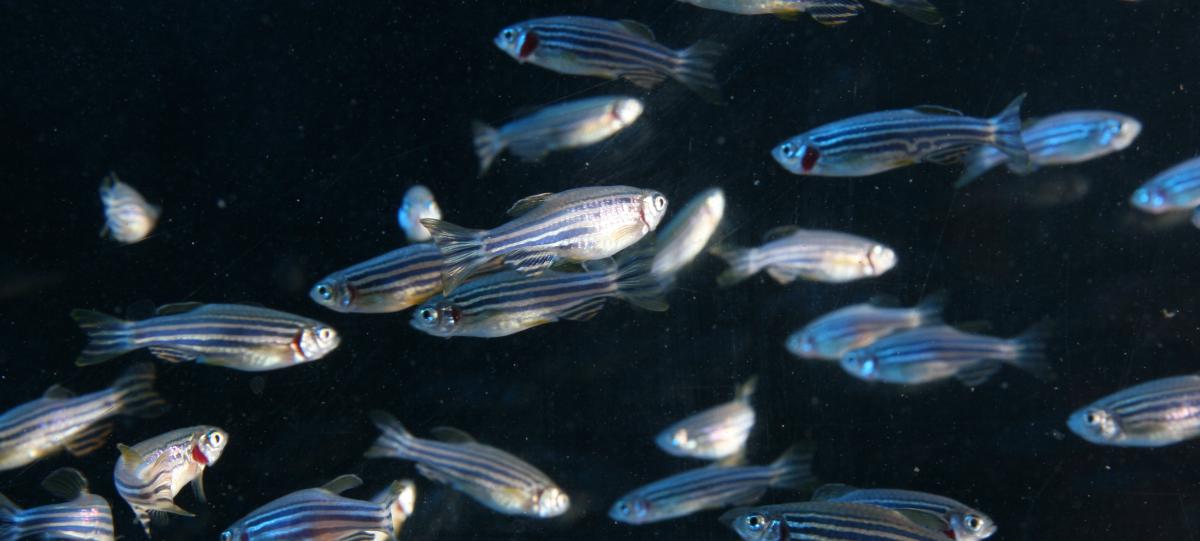 Facilities | Institute of Neuroscience