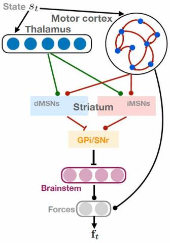 NeuroAI | Institute of Neuroscience